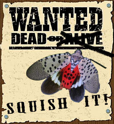 Spotted Lanternflies are Here! – Orange Village